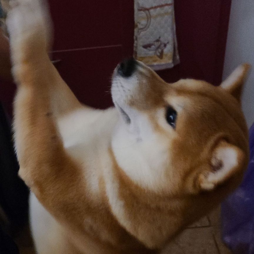 Сиба ину для вязки