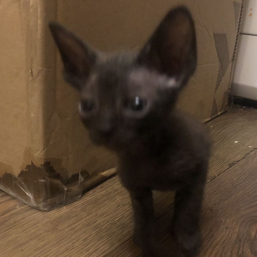 Донской сфинкс котёнок