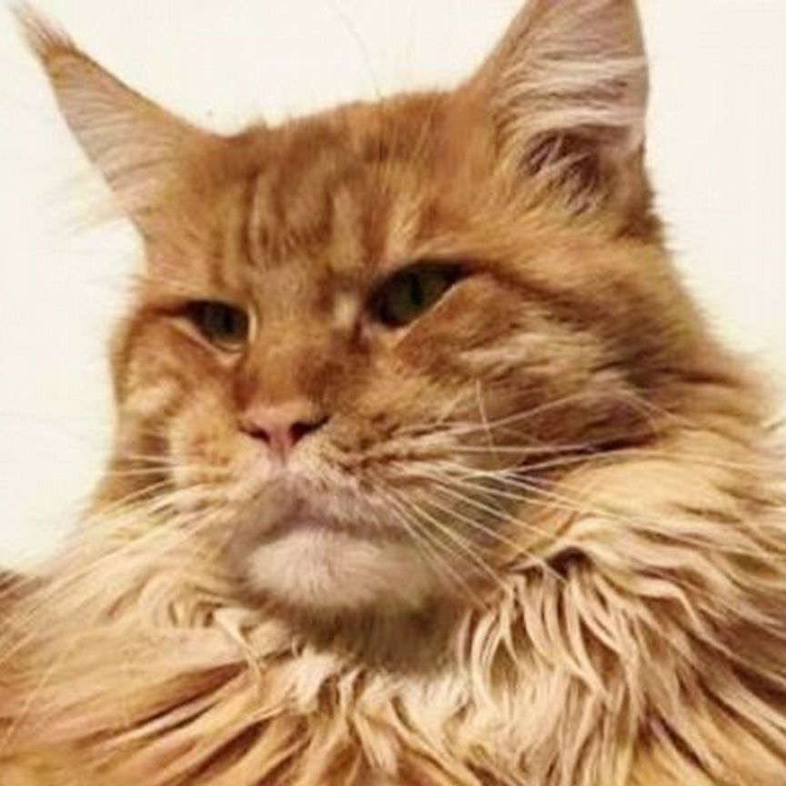 Мейн-кун, взрослый кот