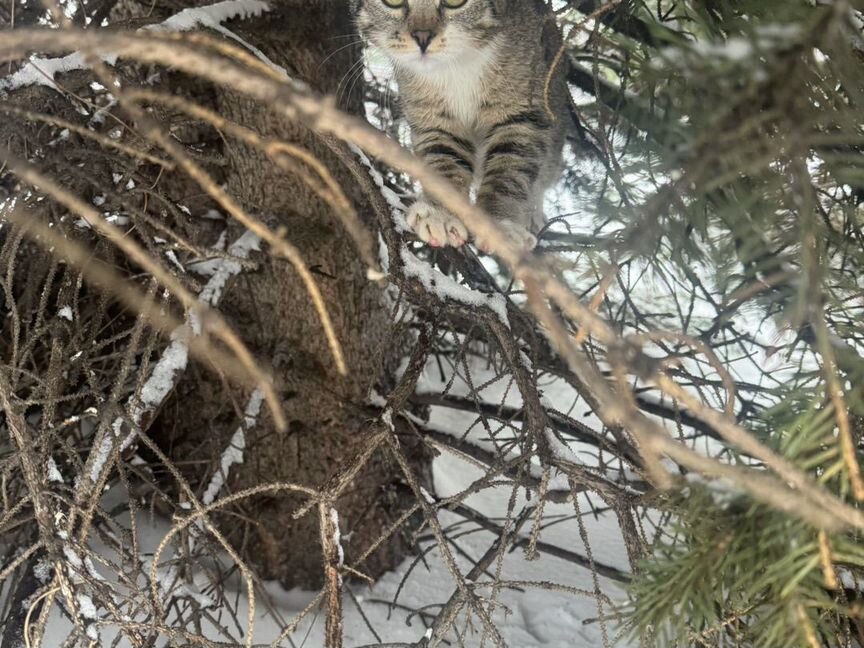 Кошка девочка 8-9 месяцев