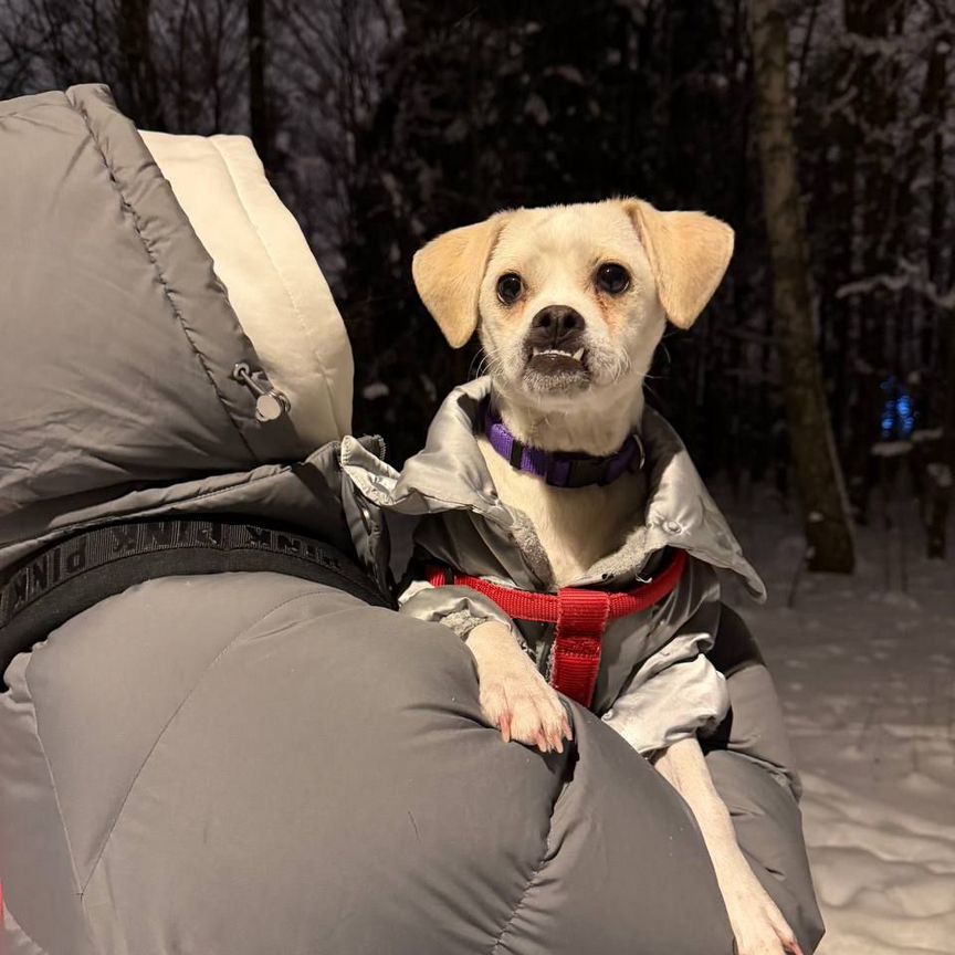 Взрослая собака в добрые руки
