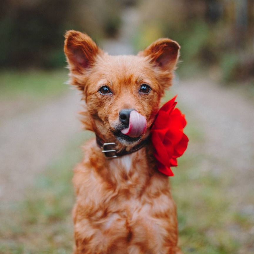 Взрослая собака в добрые руки