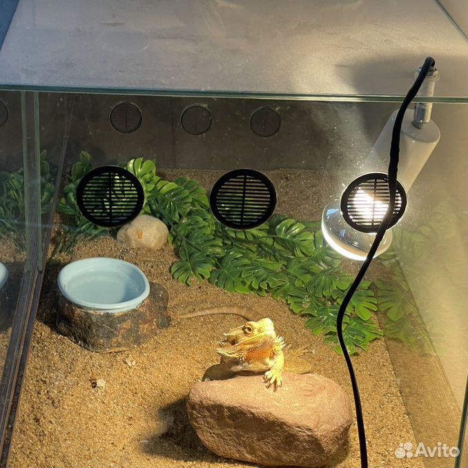 Бородатая агама самка