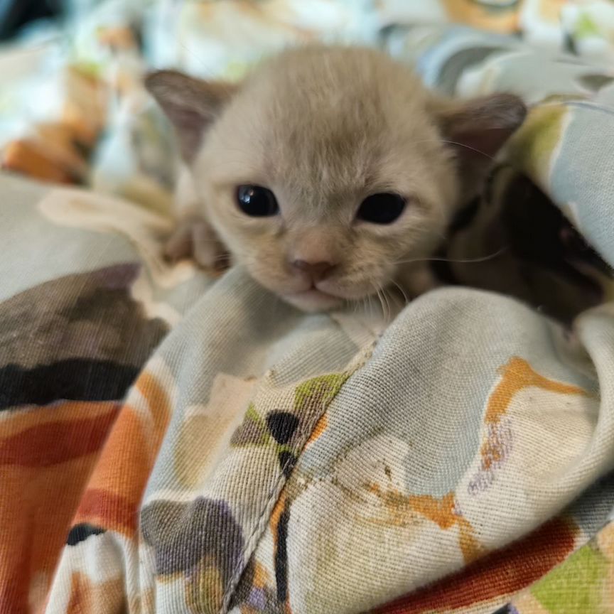 Котята шоколадной бурмы