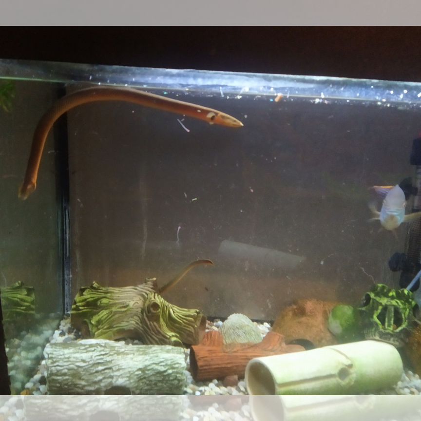 Африканский Каламоихт