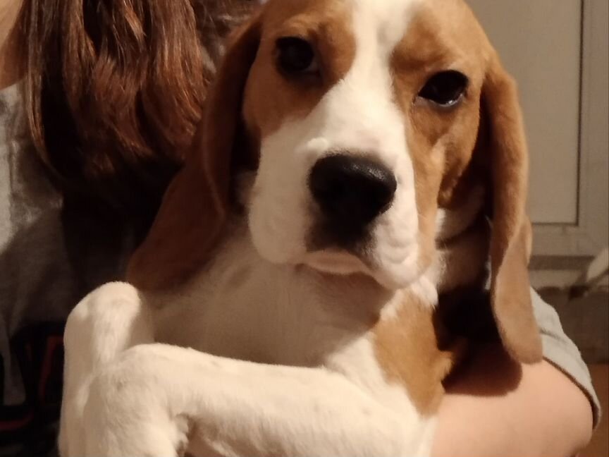 Бигль в добрые руки