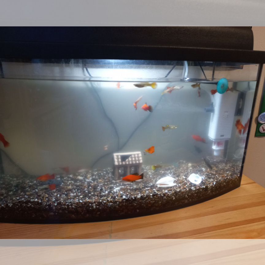 Отдам рыбок