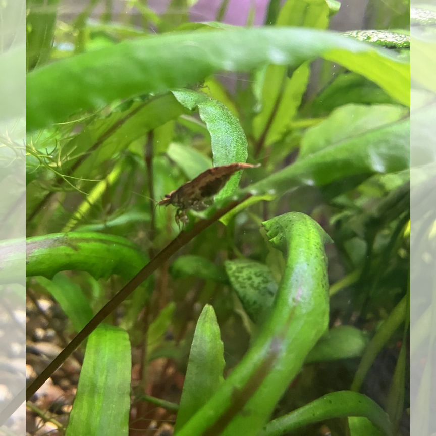 Аквариумные креветки