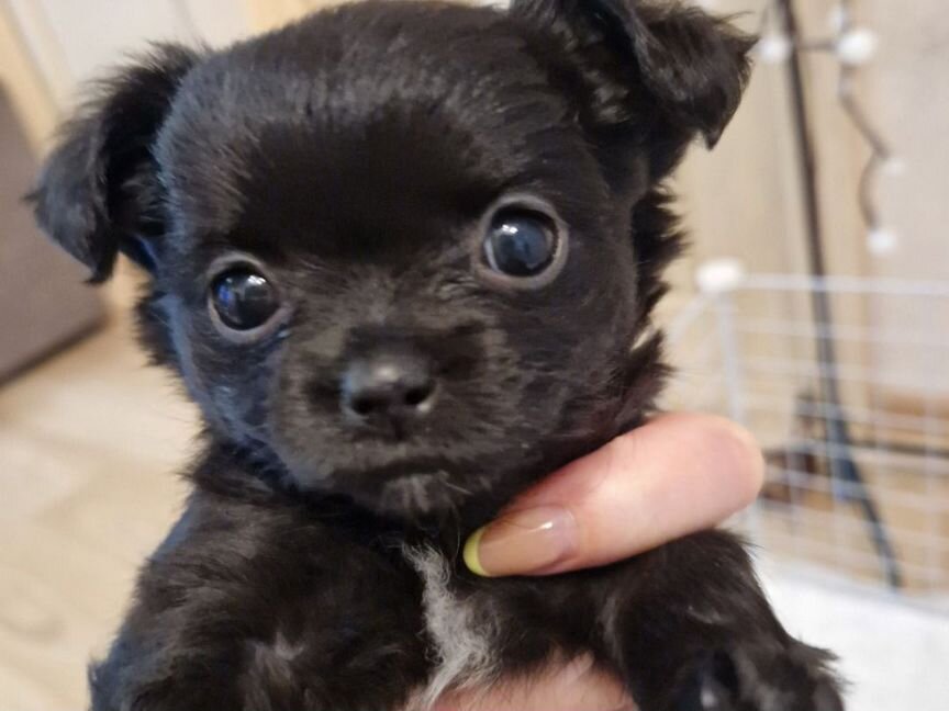 Щенки чихуахуа девочки длинношерстные