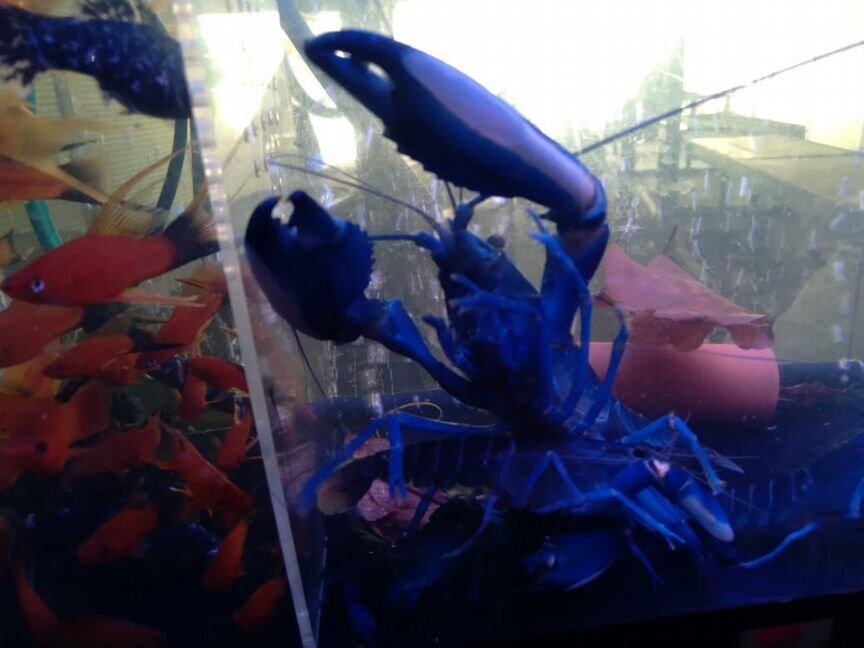 Рак голубая луна, Трофеус Ндоле Ред