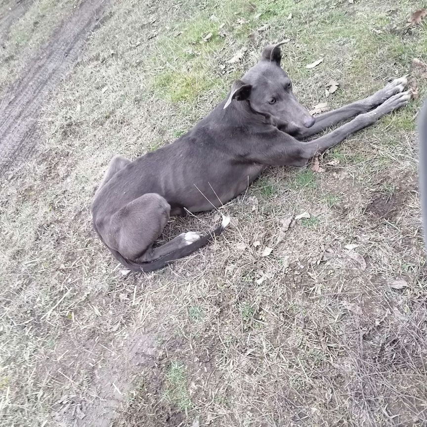 Приблудилась собачка