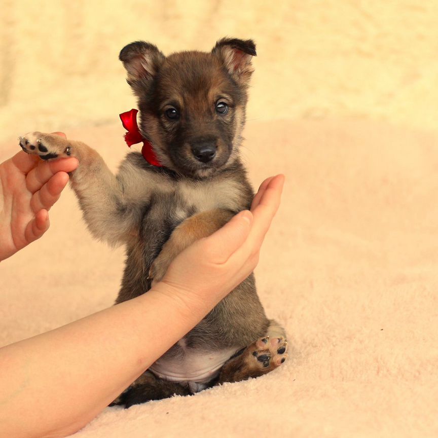 Щенок в добрые руки