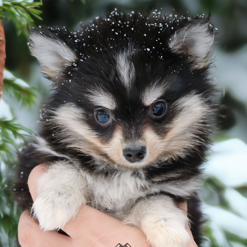 Помски, щенок