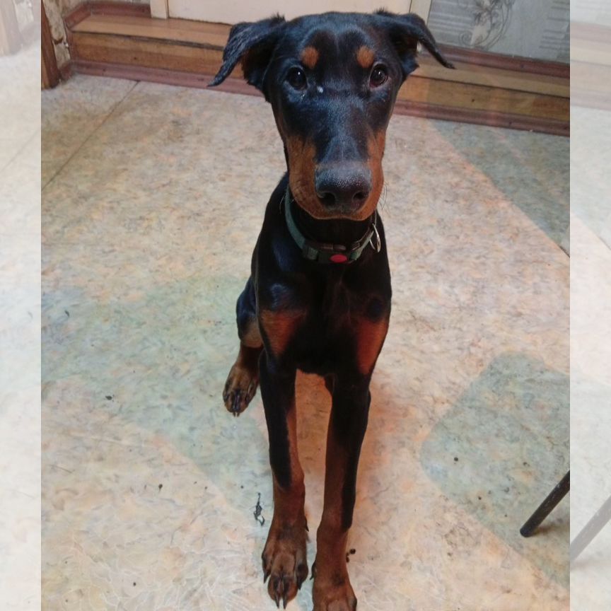 Доберман, щенок