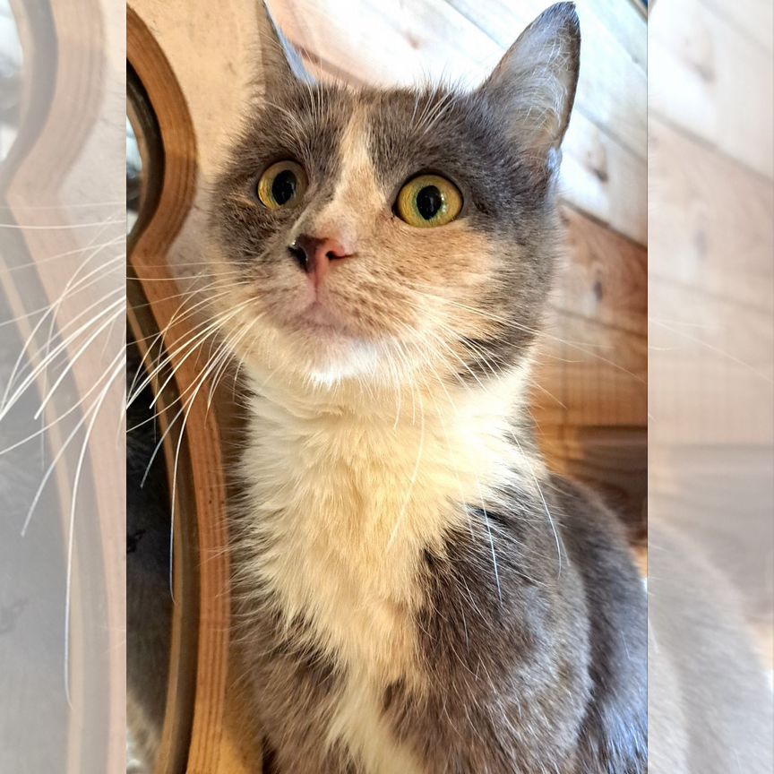 Молодая стерилизованная кошечка трёхцветка