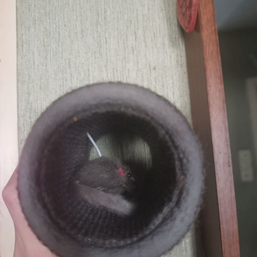 Когтеточка для котят