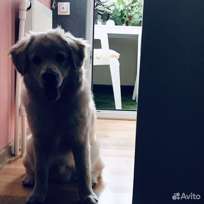 Ретривер(Помесь)щенок,бесплатно