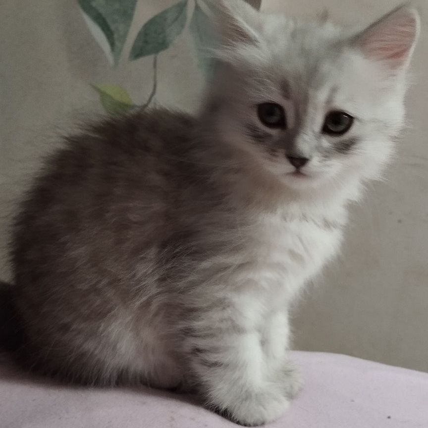 Шотландский прямоухий длинношёрстный котёнок