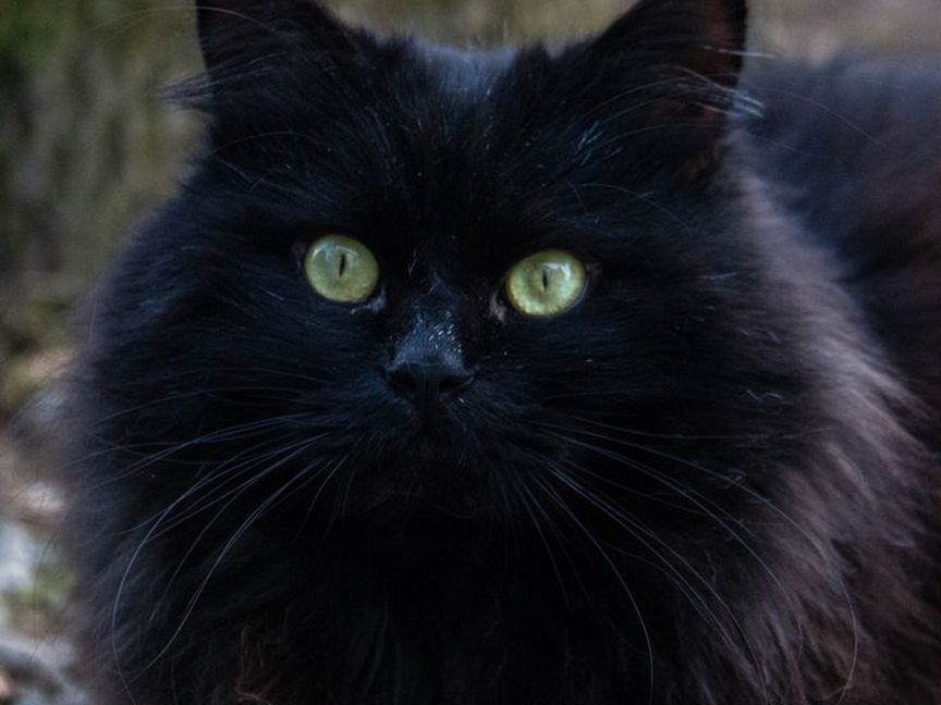 На морозе выживает красивый кот