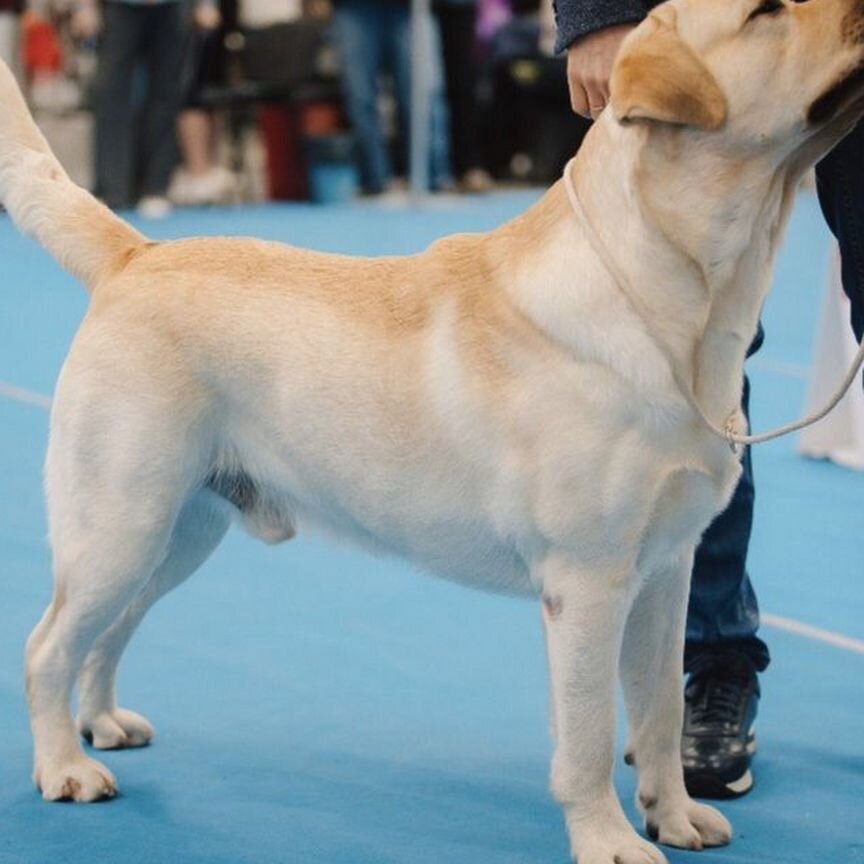 Лабрадор ретривер вязка