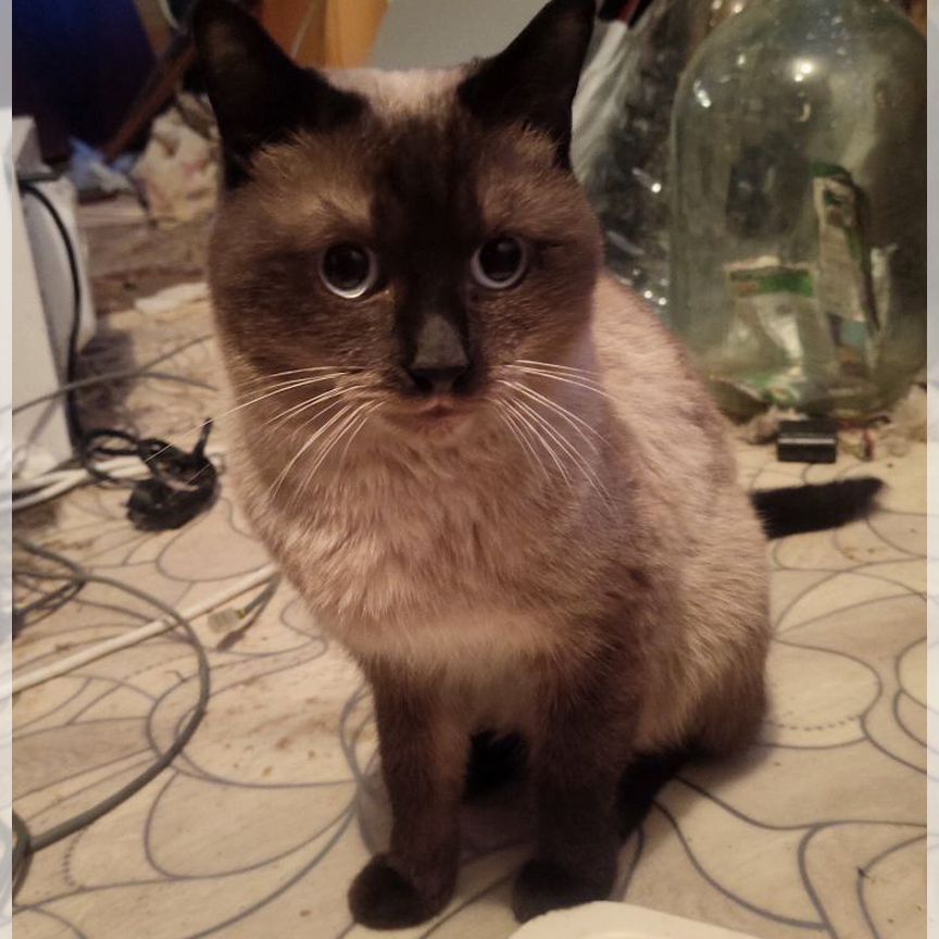 Сиамский, взрослый кот
