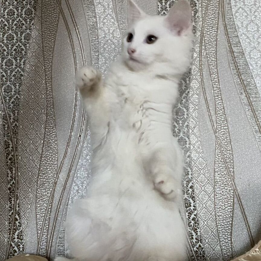 Турецкая ангора котёнок