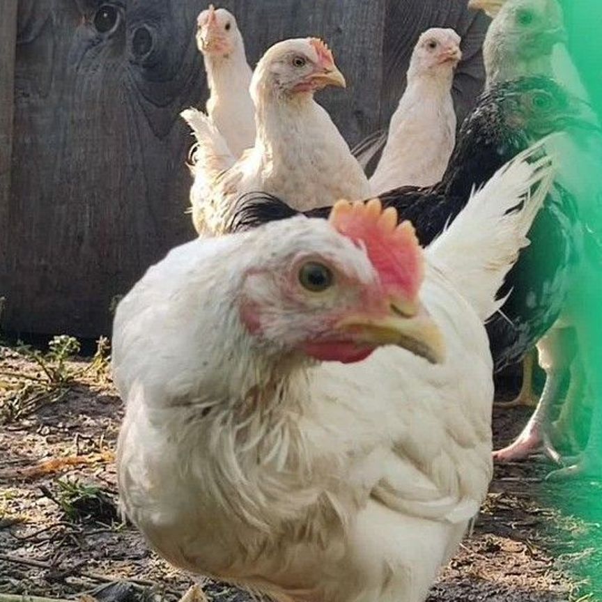 Петушок
