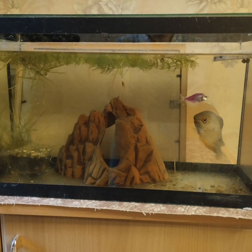 Аквариум бу с рыбками