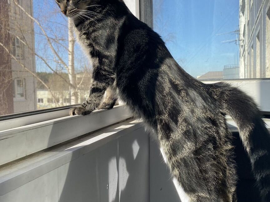 Кот помесь
