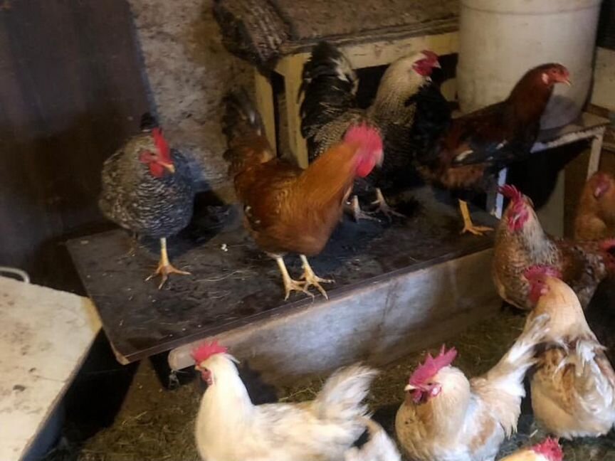 Петух домашний молодой