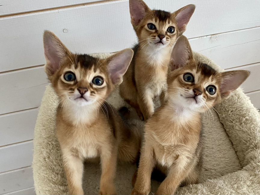 Клубные абиссинские котята