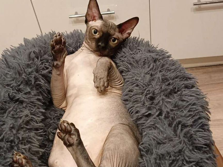 Ищем невесту