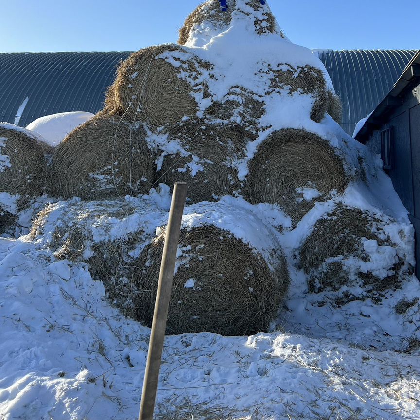 Солома пшеничная