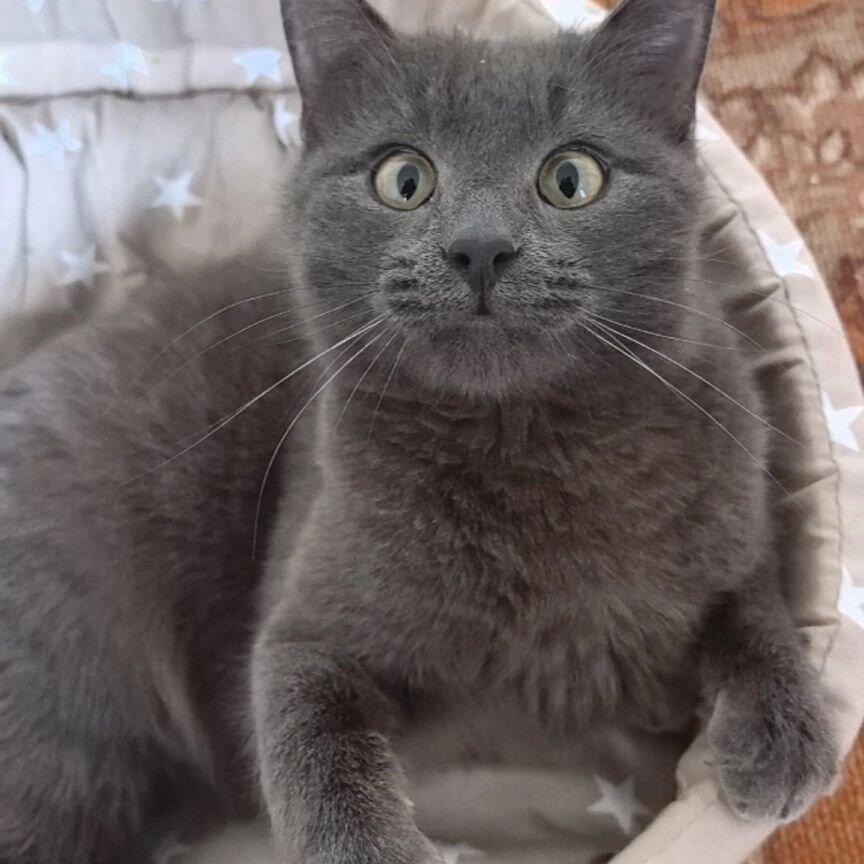 Отдам котика в добрые руки