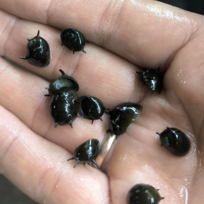 Неретина чёрная рогатка