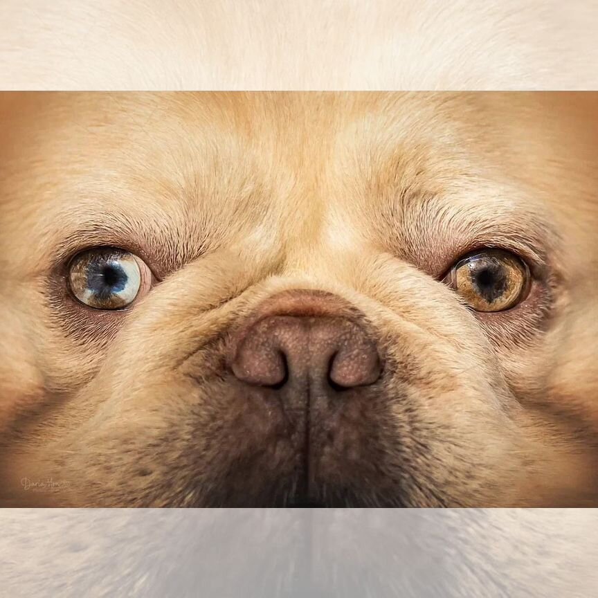 Французский бульдог, вязка