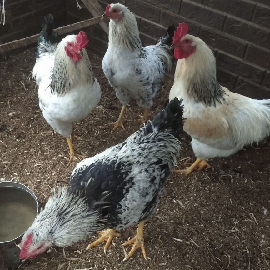 Петухи и Утки