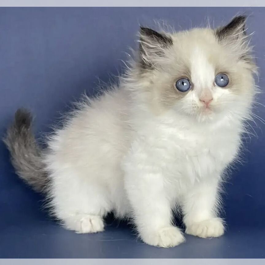 Рэгдолл котёнок
