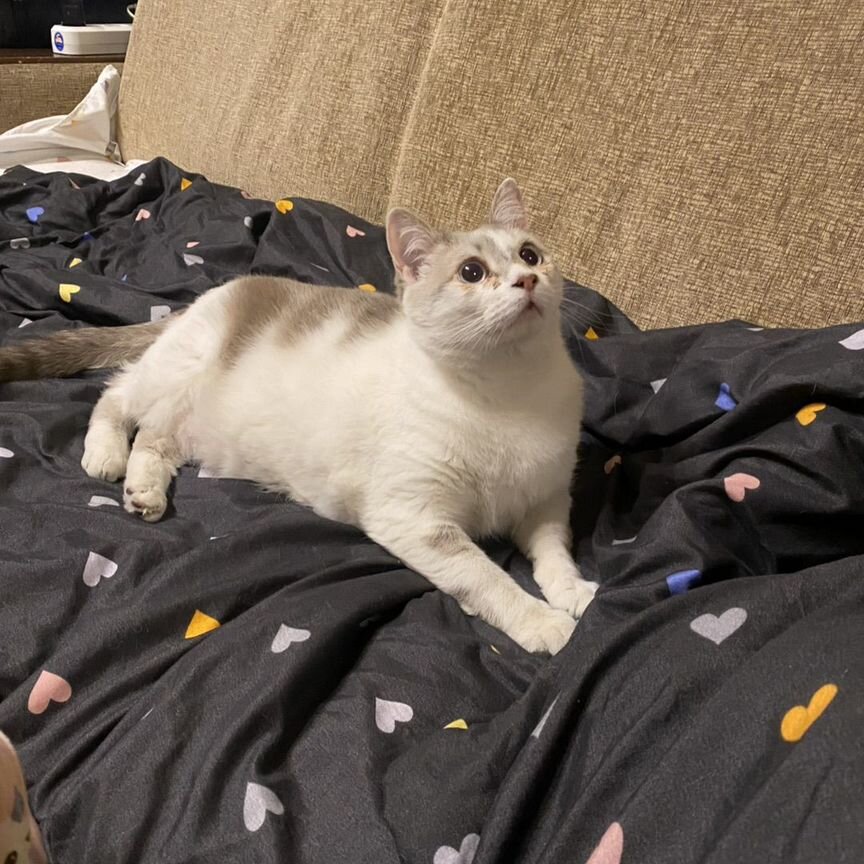 Коты в добрые руки