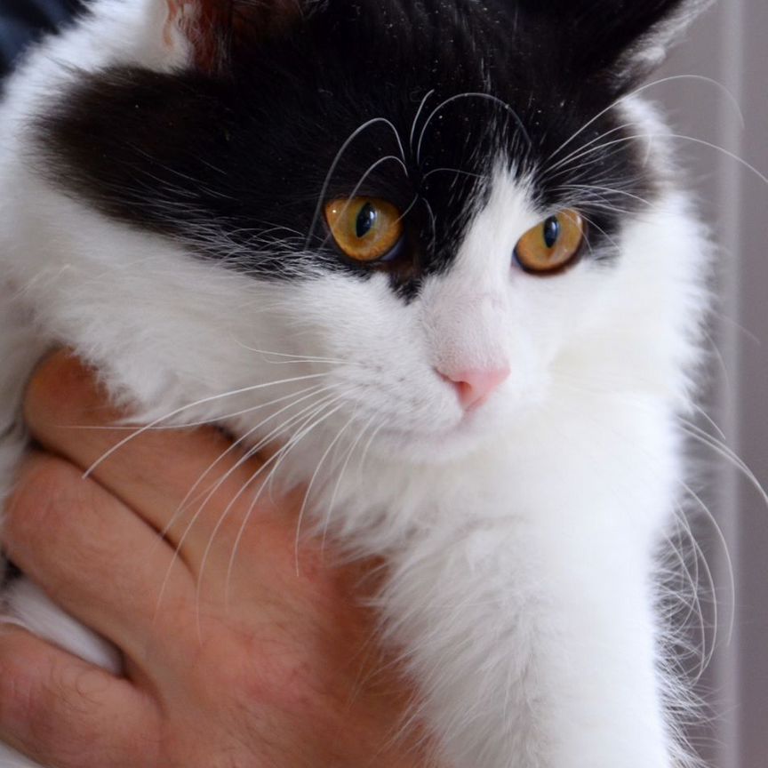 Котенок мальчик ищет дом