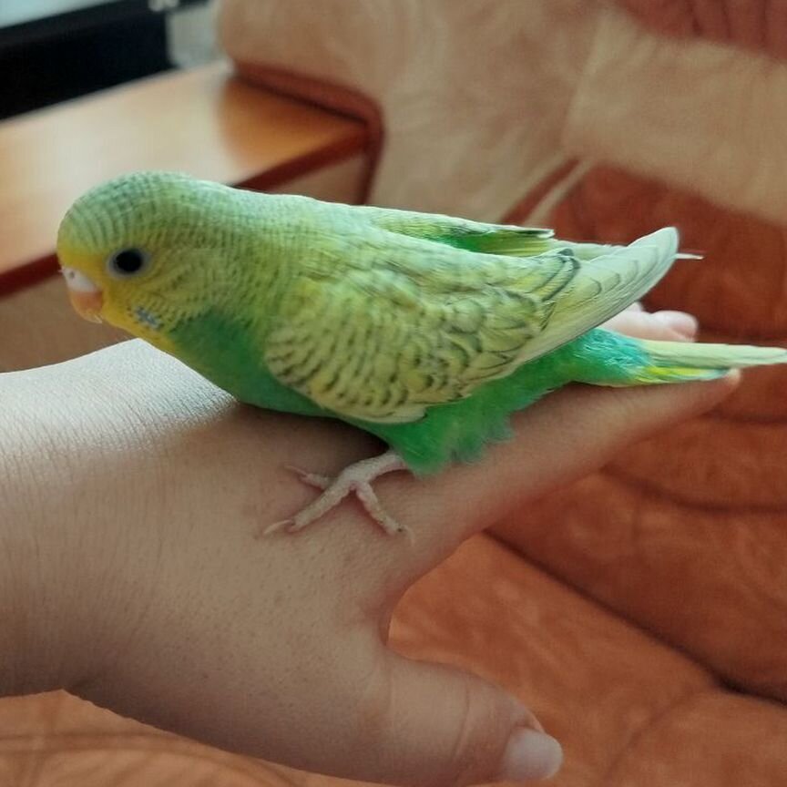 Волнистый попугай