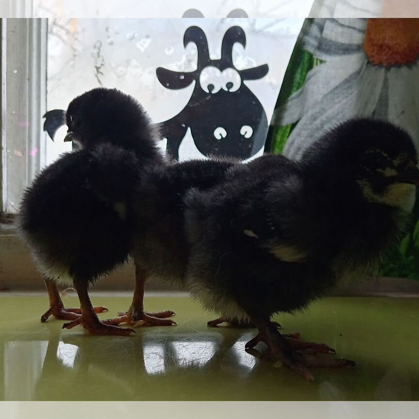 Цыплята несушки