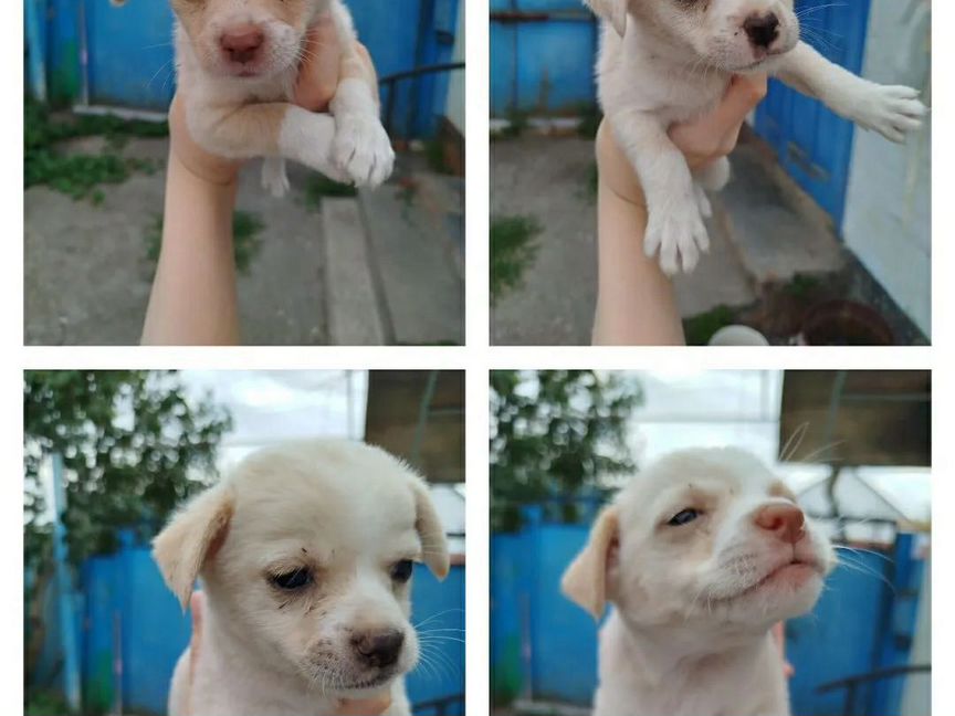 В добрые руки отдам бесплатно щенки