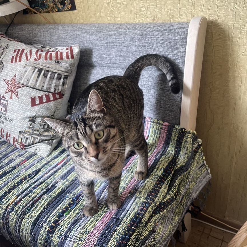 Кот мальчик