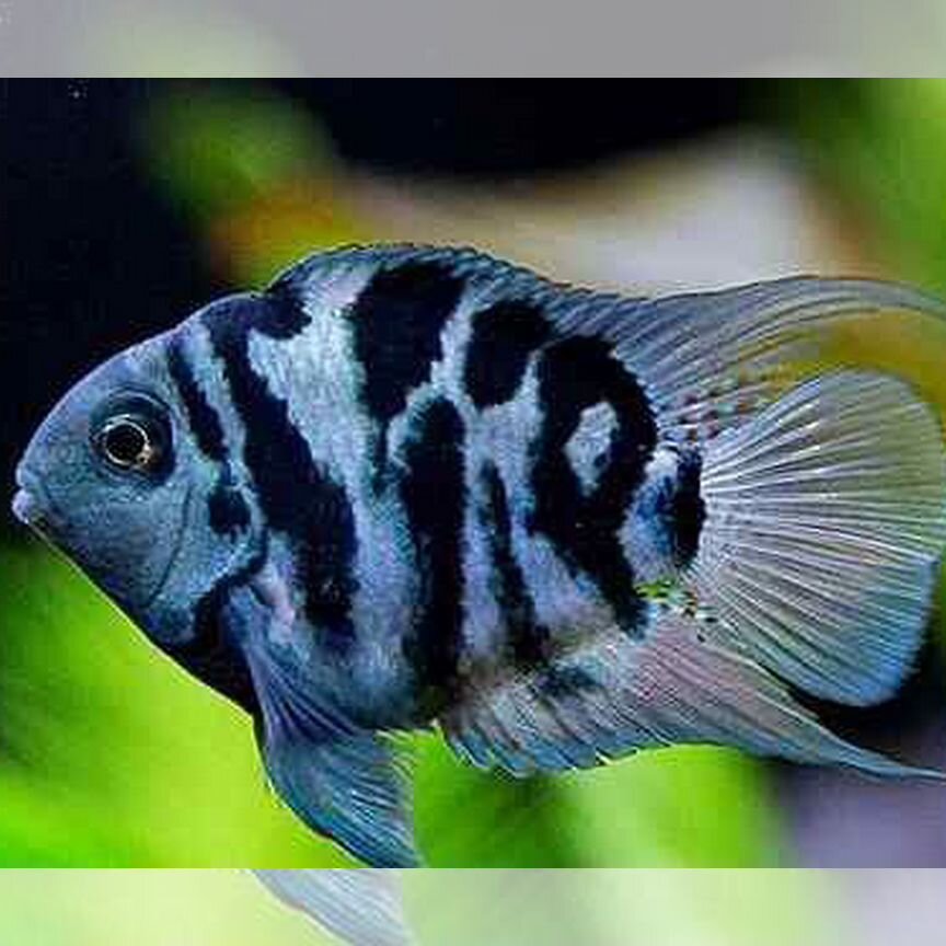 Аквариумные рыбки. Сапфировый попугай