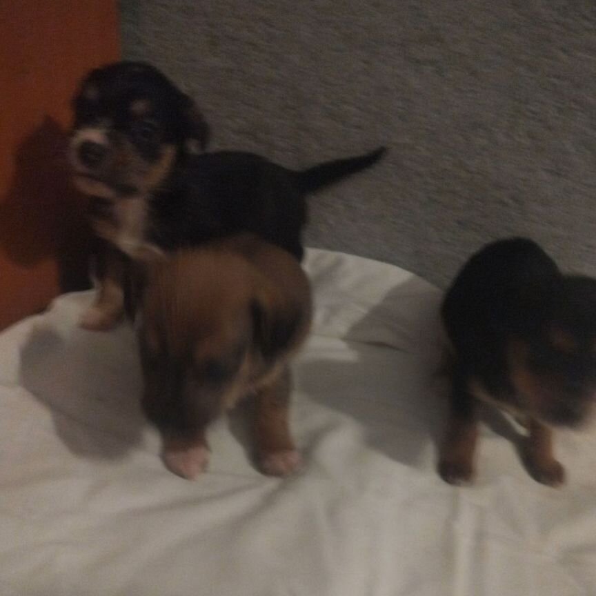 Щенок от частного владельца