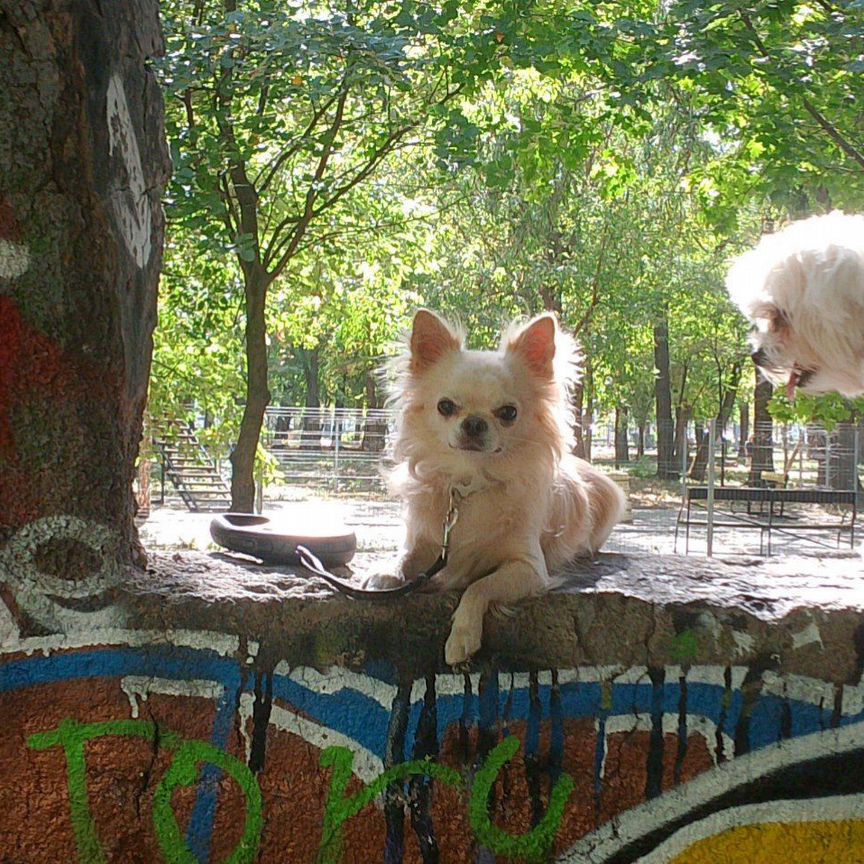 Вязка кобель чихуахуа