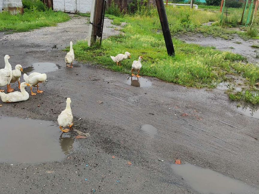 Продам утят и гусей