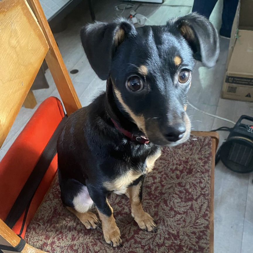 Русский той-терьер, щенок