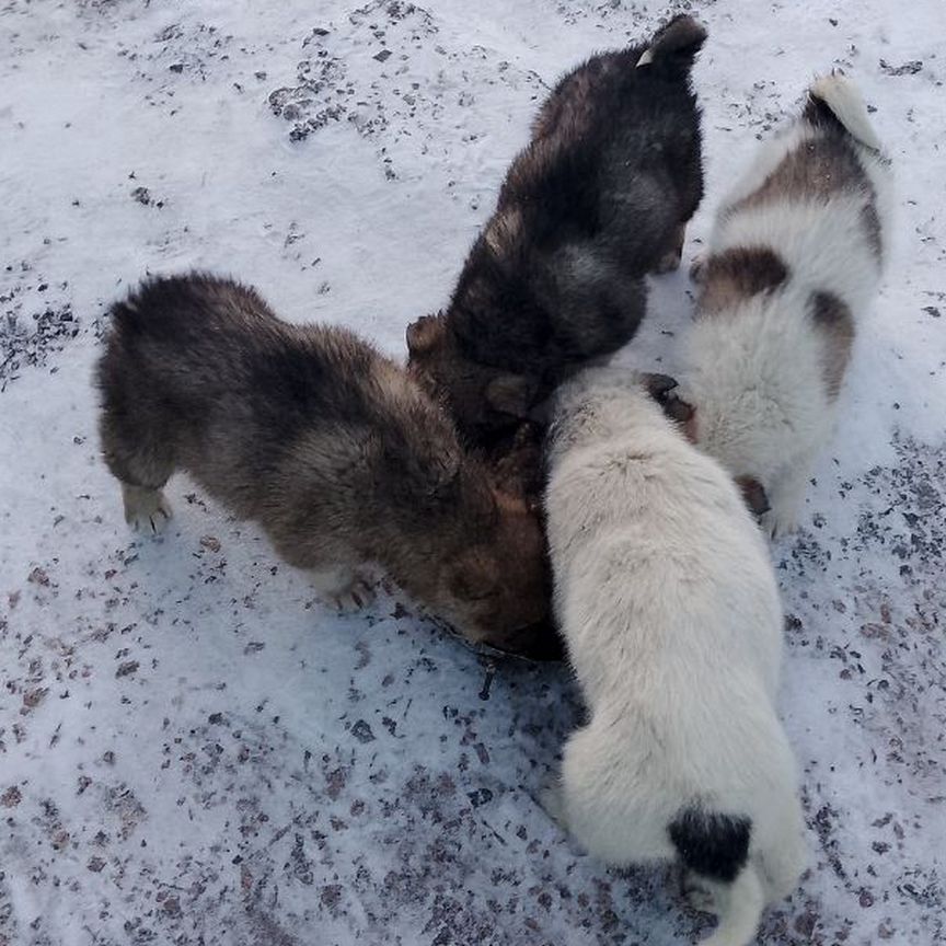 Западносибирская лайка, щенок